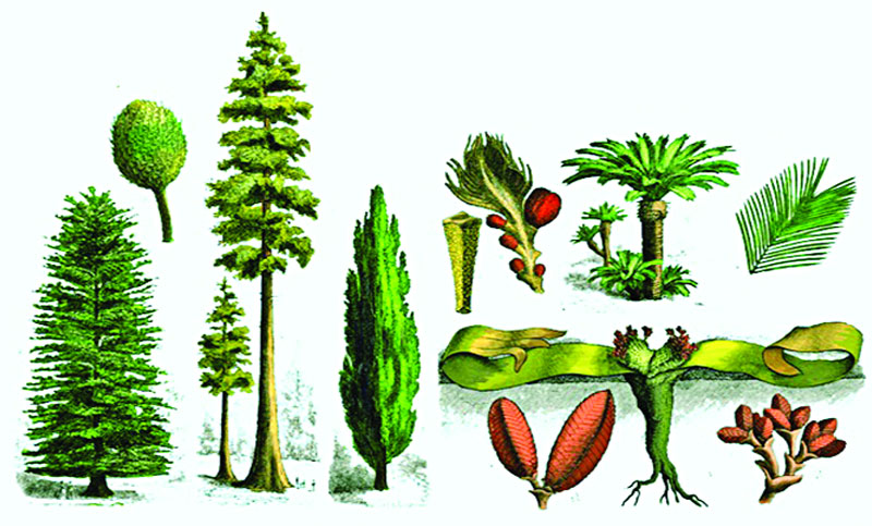 জীববিজ্ঞান প্রথম পত্র