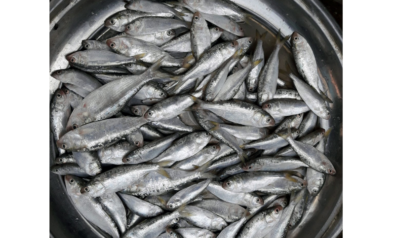 নতুন নামে বাজারে বিক্রি হচ্ছে জাটকা!