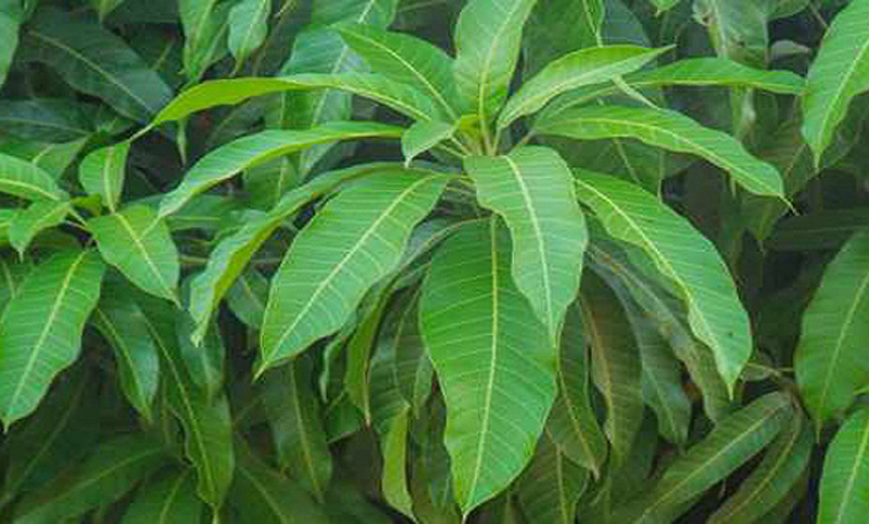 আম পাতার যত উপকারিতা