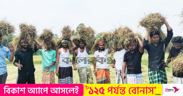 ৩ কৃষকের ক্ষেতের ধান কেটে ঘরে তুলে দিল ছাত্রলীগ